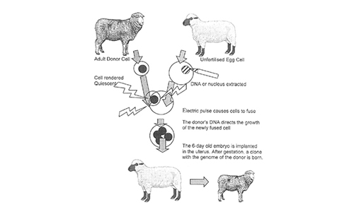 Embryonic stem cell research and human cloning - The Methodist Church ...